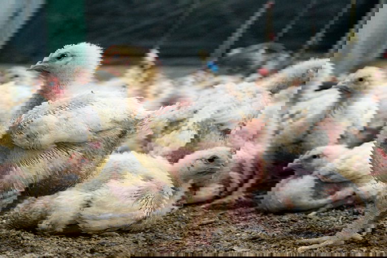 LIVE STOCK - our poultry place