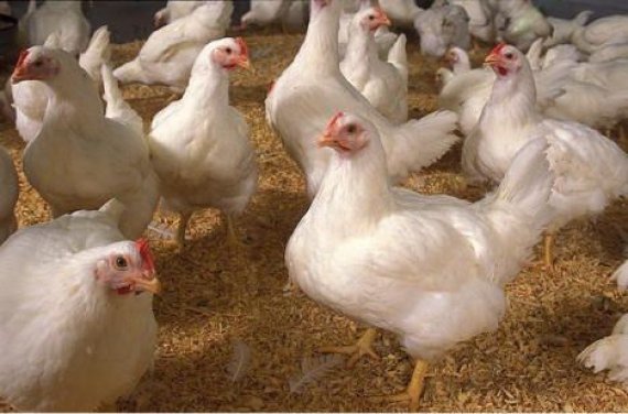 Five Week Old Broiler birds for sale s