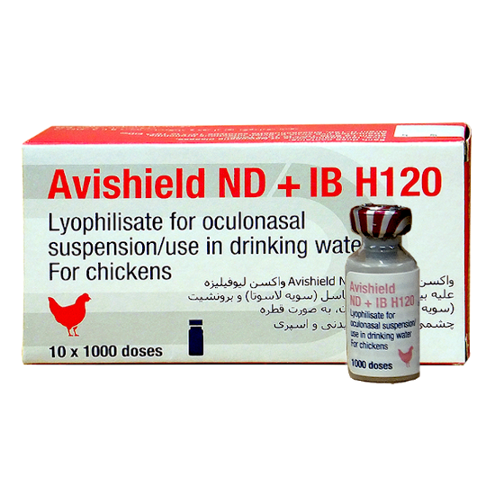 AVISHIELD ND+IB H120 (Day old Vaccine for Newcastle/Bronchitis/Avian i