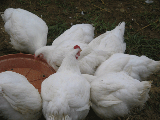 LIVE STOCK - our poultry place