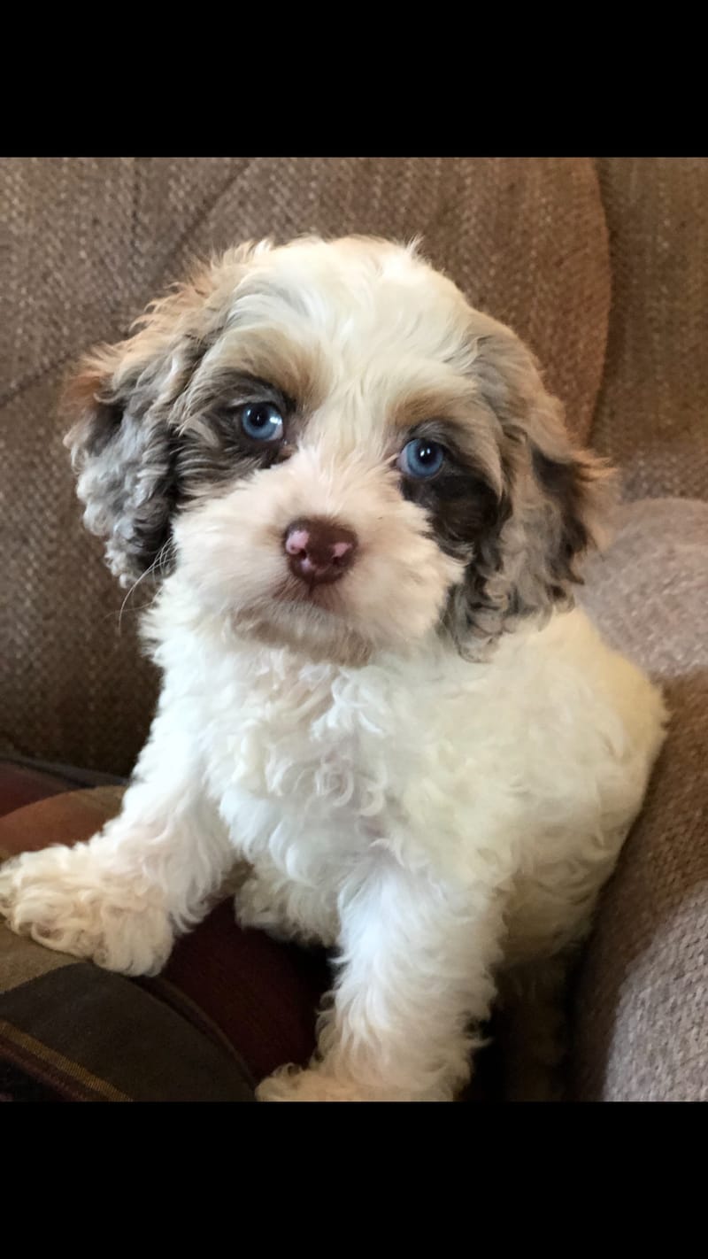 A chocolate Merle & white parti w/ rare blue eyes - Attala County Cockapoos