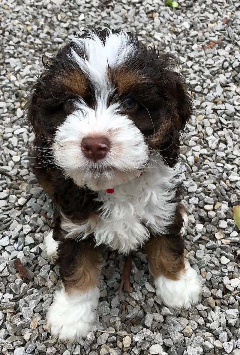 A chocolate/tan/white tuxedo - Attala County Cockapoos