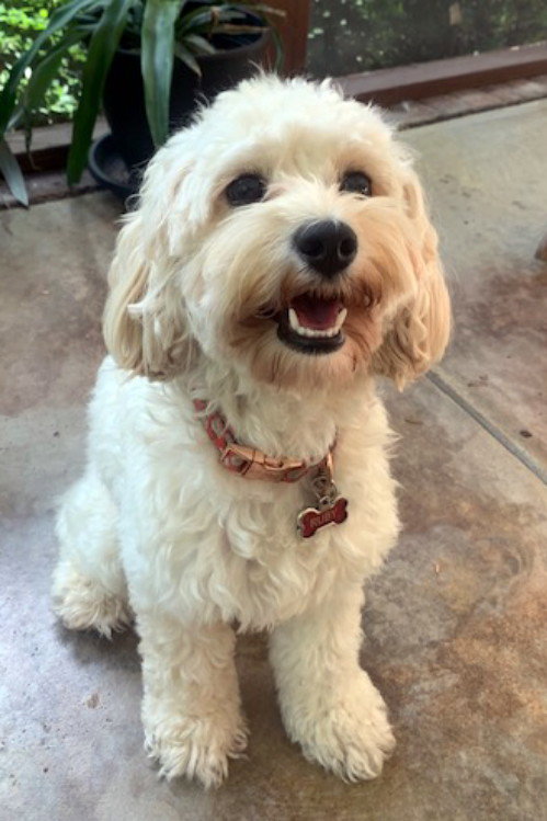 Ruby - Attala County Cockapoos