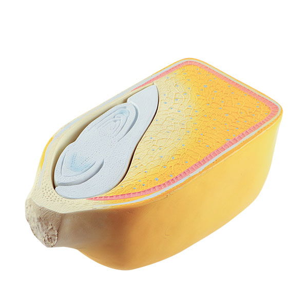 LRW-103 トウモロコシの種子模型 - ラスターテック 獣医学向け教育模型オンラインショップ