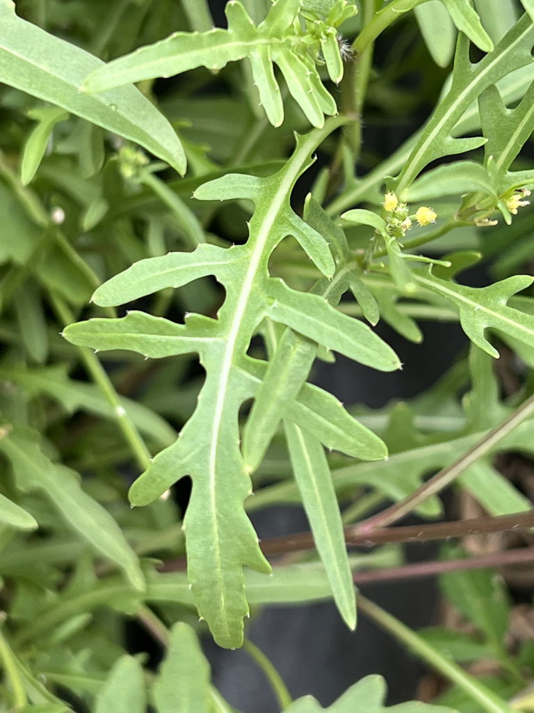 Wild Rocket - 20g - Cyrus Farm Health Store