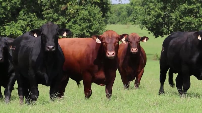 Animal Products - DEKOR TRADING GROUP KORLÁTOLT FELELŐSSÉGŰ TÁRSA