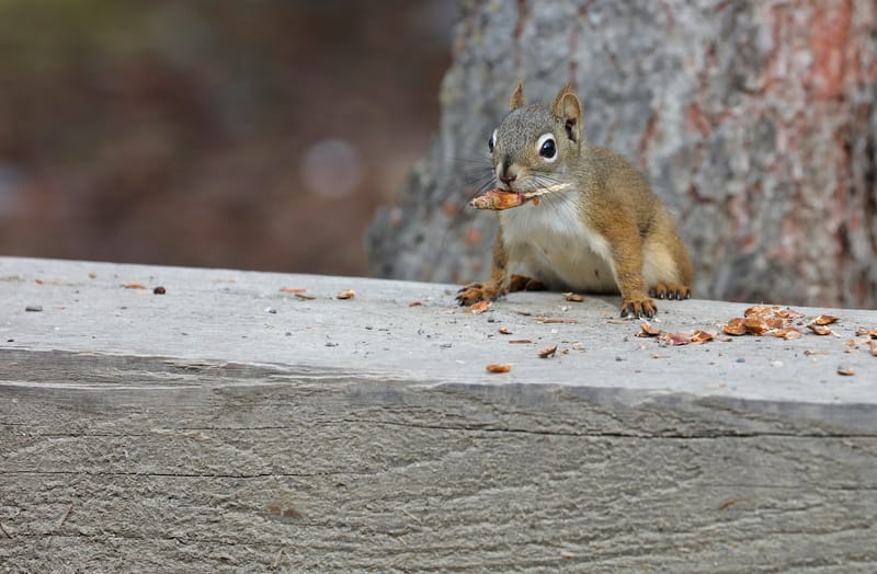 Red Squirrel - Savage River Campground - National Park - Earth's Wild ...