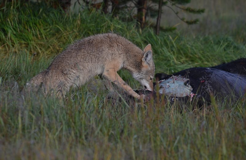 Coyote - Cadaver of Bison - Yellowstone National Park - Wyoming - Earth ...