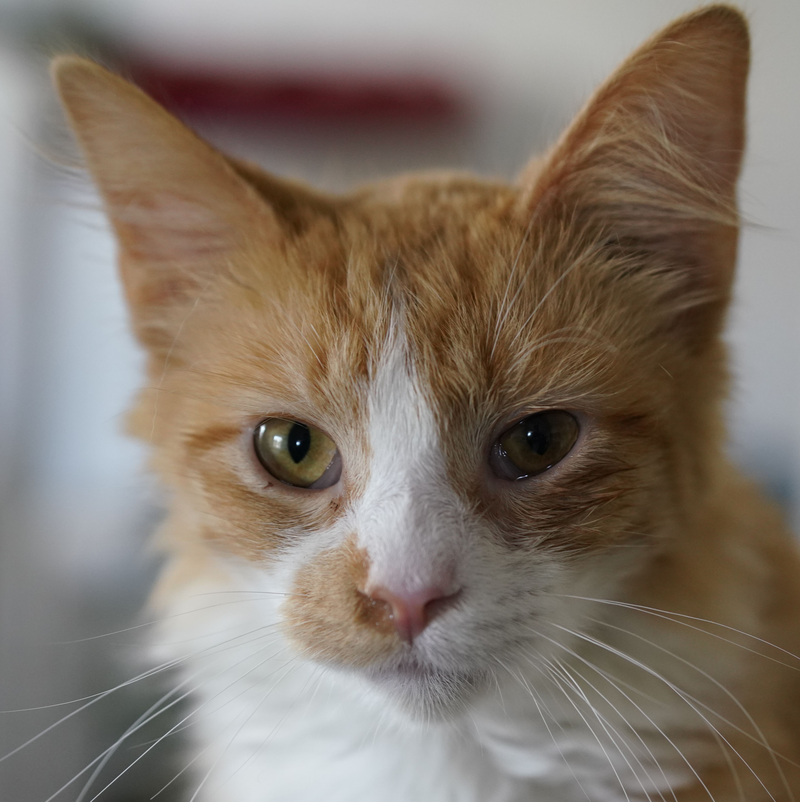 Cats Needing Homes - Looking to add a furry friend to your family? Our ...