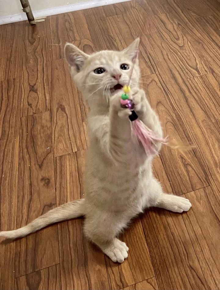 Pickles adopted 8-1-2023 - Gallery image 141 of 410 - The Cat...