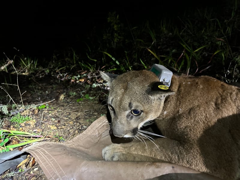 February 2023 - True Wild