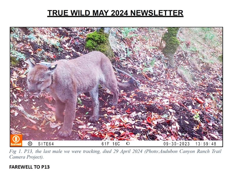True Wild May 2024 Newsletter - True Wild