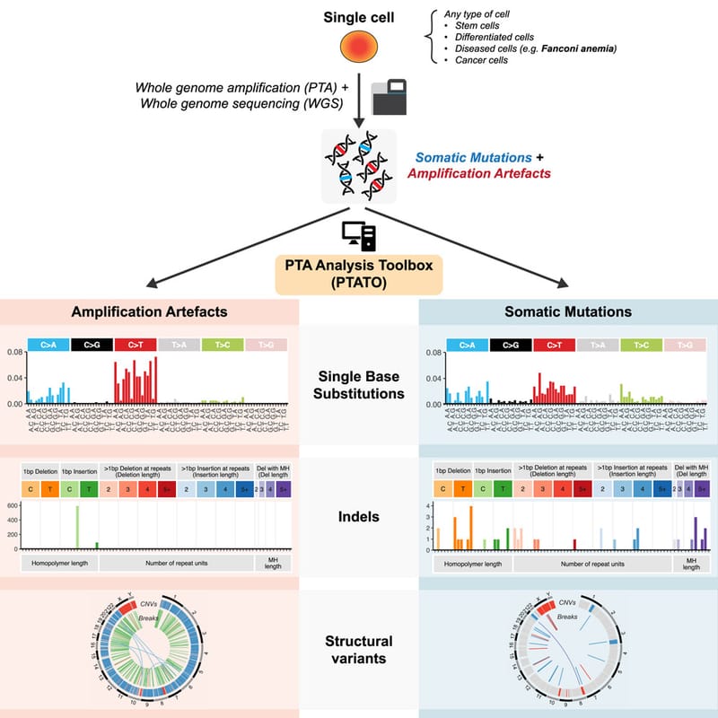 New publication: COMPREHENSIVE SINGLE-CELL GENOME ANALYSIS AT NUCLEOTIDE RESOLUTION USING THE ...