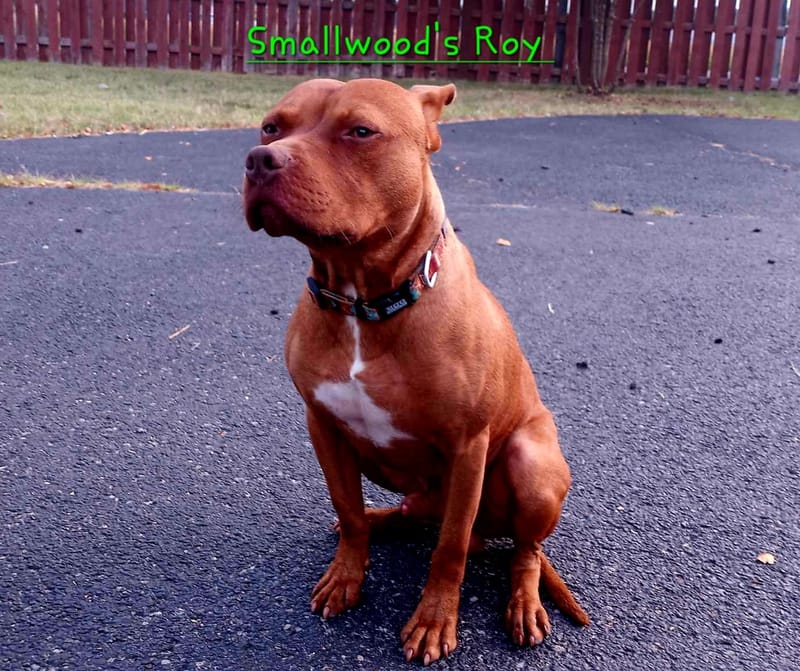 Smallwood's Roy - oldfamilyirishrednose.com