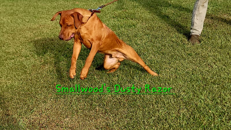 Smallwood's Dusty 3 - oldfamilyirishrednose.com
