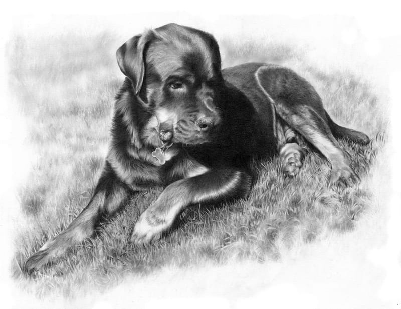 Zeus - Peter Williams