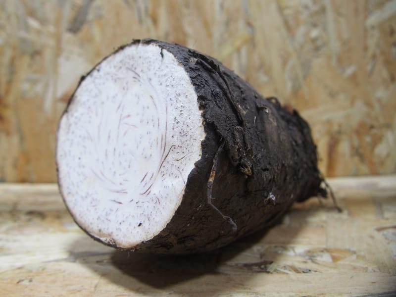 Arrow Roots (500g) - Alphajiri Greengrocer