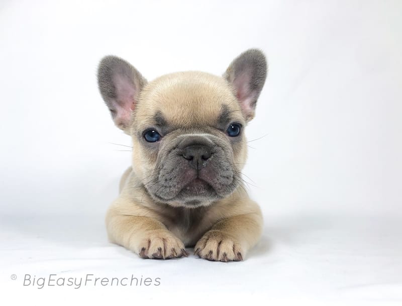 Big Easy Frenchies