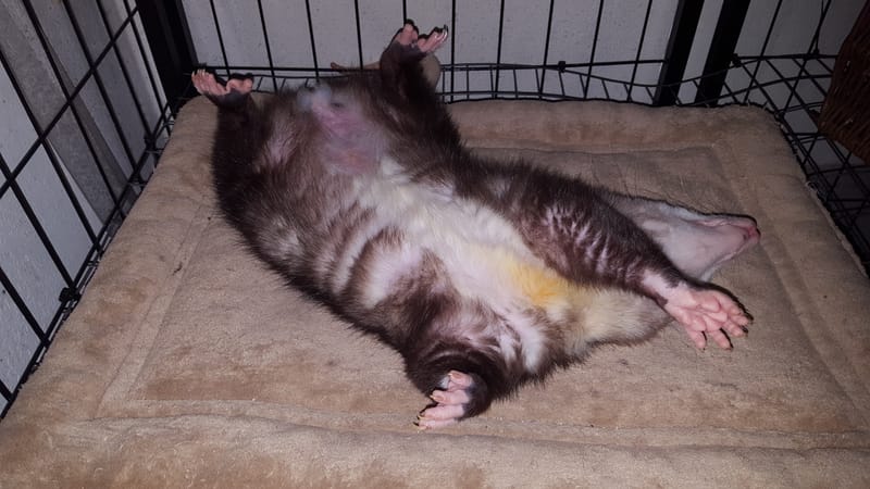 Wildlife Rehabilitation Skills Workshop: Opossum Care - Bat World MidCities