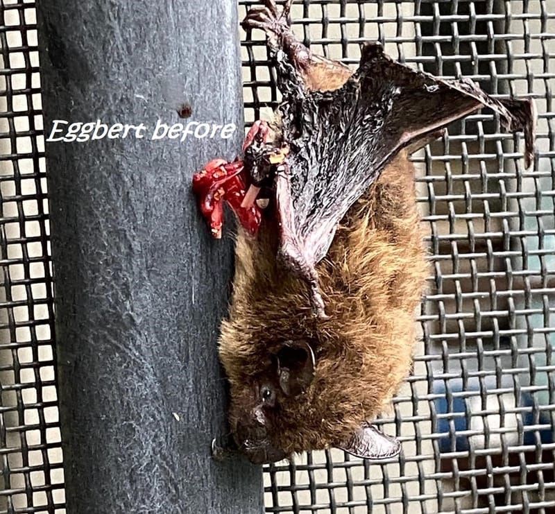 Common Injuries in Insectivorous Bats - Bat World MidCities