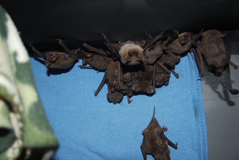 Medical Management of Insectivorous Bats - Bat World MidCities