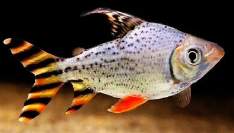 SEMAPROCHILODUS TAENIURUS - topfishitalia
