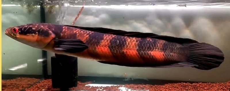 CHANNA BURMESE RED RIM - topfishitalia