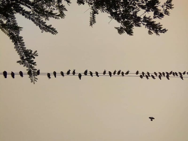 Two Poems/ Anindita Basak/ Issue 20 - gulmohur