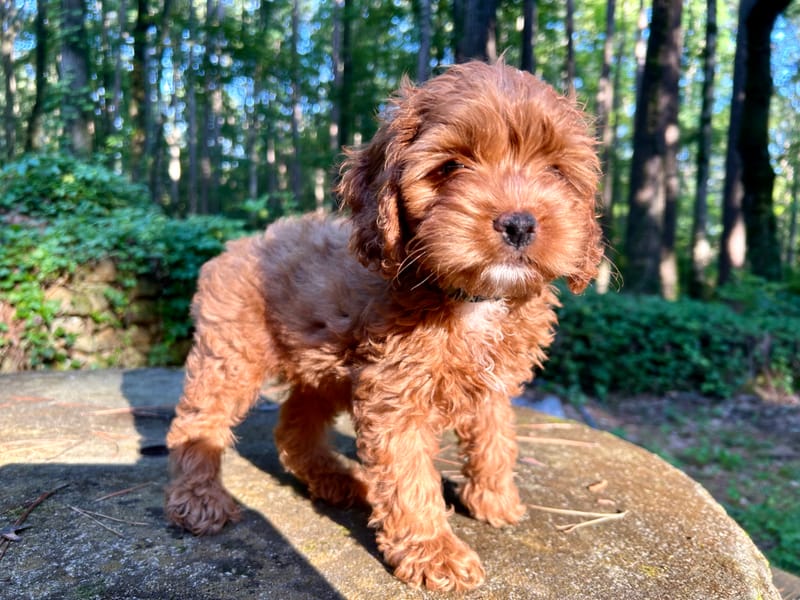 Charlie (REDUCED) - M & K Cockapoos of MS