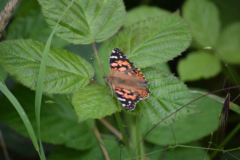 Look out for a painted lady! - Friends of Crofton and Sparrow Woods