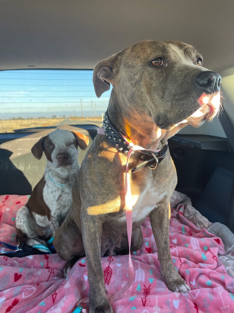 Hannah and Nala - Buster's Paw Prints