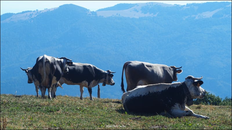Les vosgiennes en admiration devant leur beau territoire 😀🐗 - OCTAVIE ...