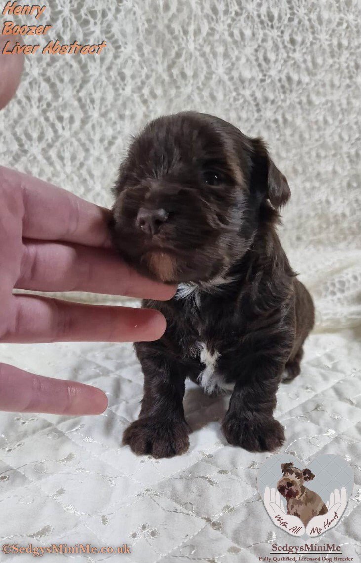 SedgysMiniMe Henry : Liver Boozer Puppy
