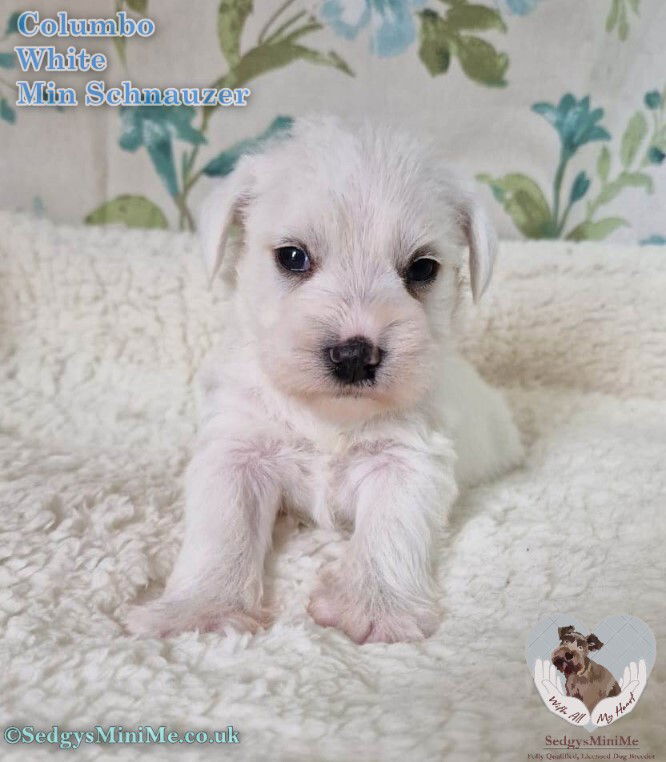 Pure White Miniature Schnauzer Pups Available