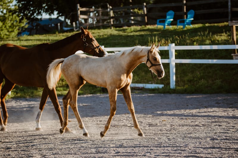 Harmony Hills Equestrian Center