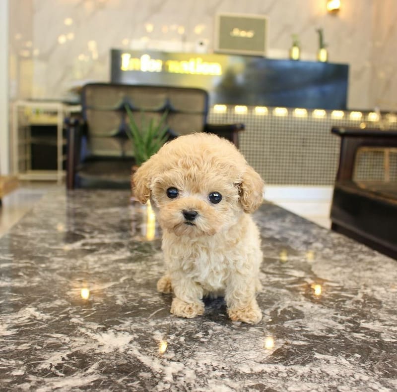 Larry - FLOWER GARDEN PUPPIES