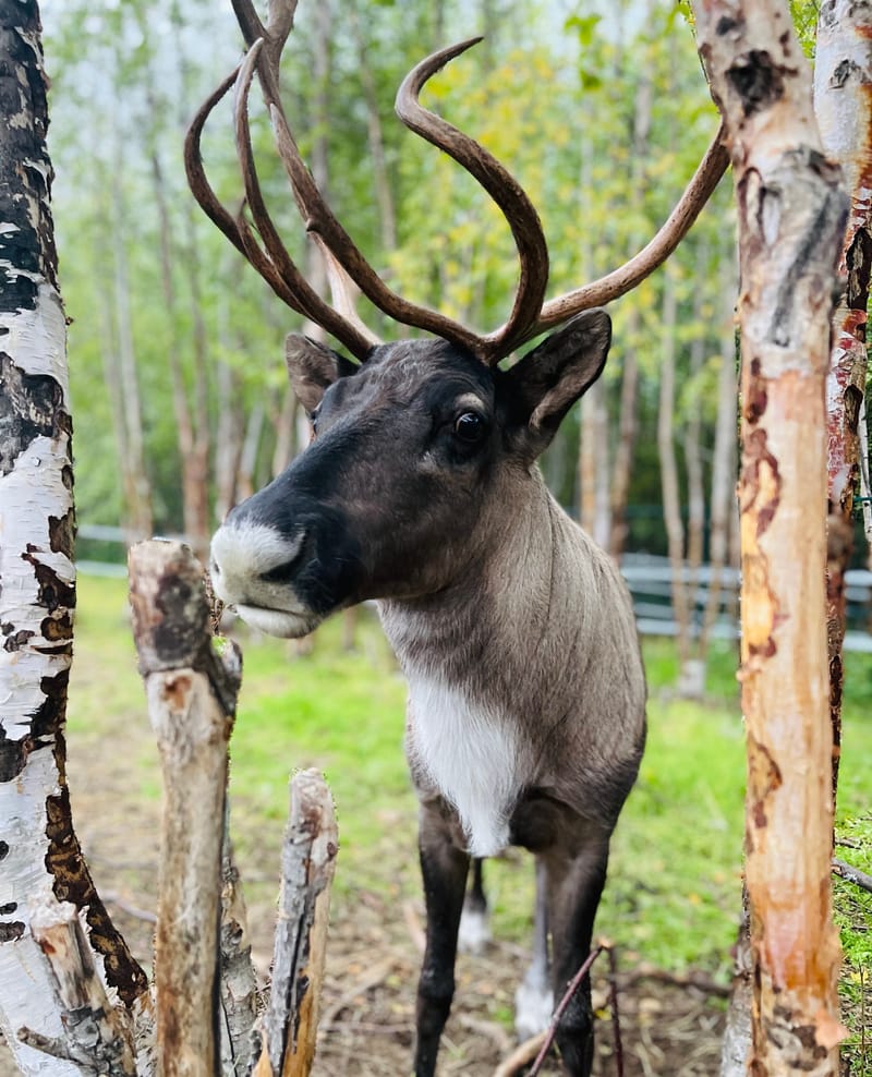 Alaska Reindeer Zoom Room