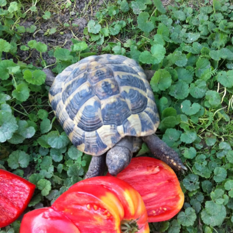 Louis - Tierarztpraxis Sickinger