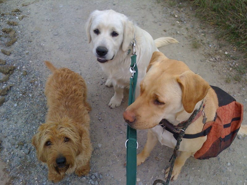 Walnut, Hamish & Angus - Tierarztpraxis Sickinger