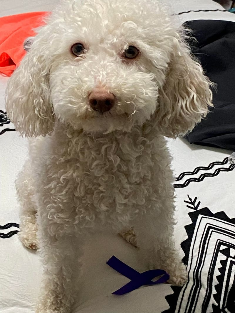 August is Animals in Domestic Violence Awareness Month-Poppy - Advocacy Resource Center