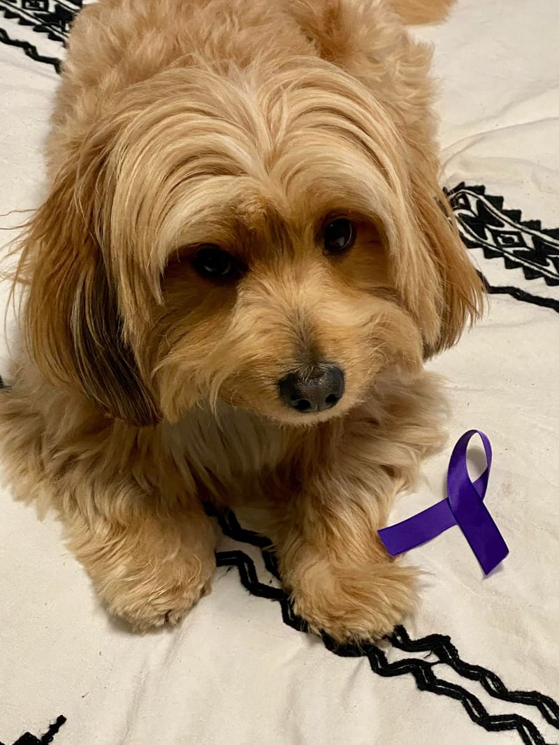 August is Animals in Domestic Violence Awareness Month- Tony - Advocacy Resource Center