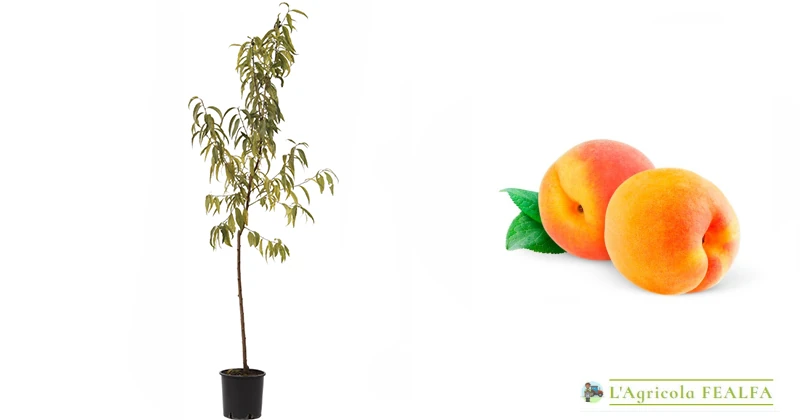 Pianta di Pesco Percoca Baby Gold "L'Agricola FEALFA"