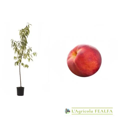 Pianta di Pesco Springcrest "L'Agricola FEALFA"