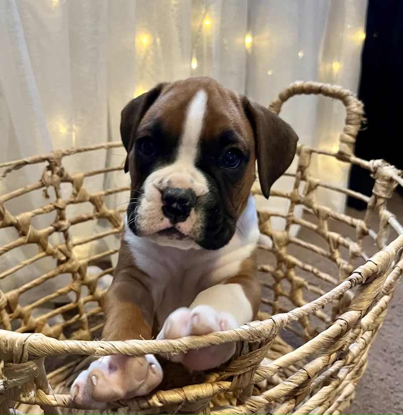 Purebred Boxer Puppy For Sale - Male Boy