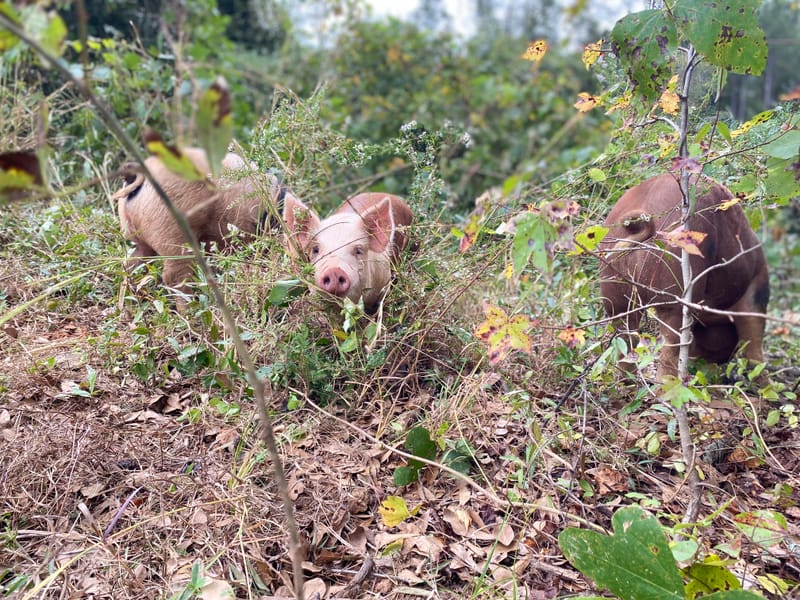 Ross Family Farms, LLC - Pasture Raised Pork