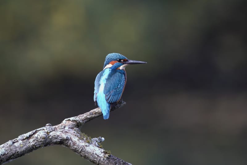 Kingfisher - Naturepics - The photographs of Nigel Gardener