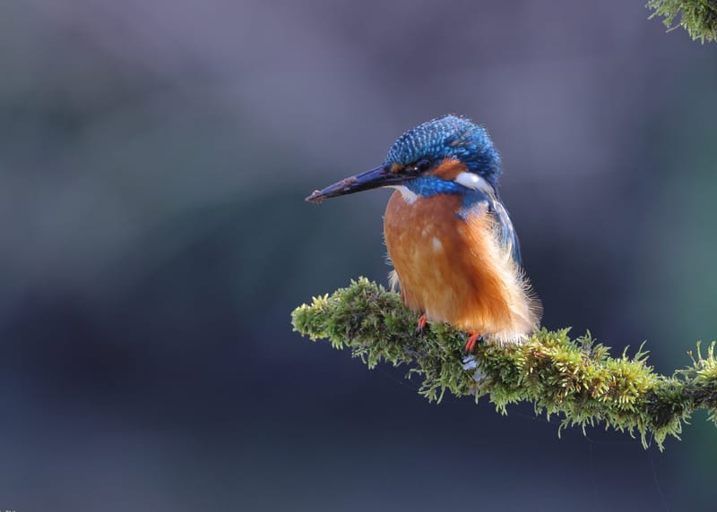 Kingfisher - Naturepics - The photographs of Nigel Gardener