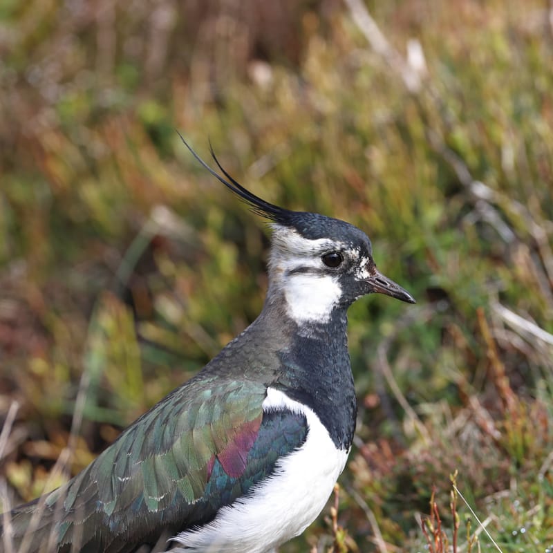 Lapwing - Naturepics - The photographs of Nigel Gardener