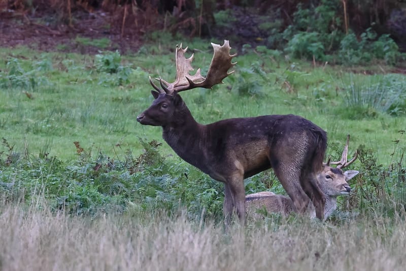 Fallow Deer - Naturepics - The photographs of Nigel Gardener