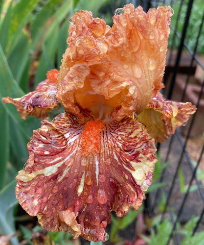 Tall Bearded Iris (TB), C to Ch - Chestnut Acres Iris Garden